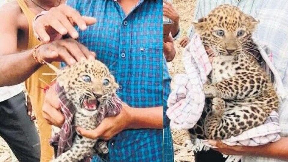 Leopard litters in cane field: ಸೋಸಲೆ ಕೆಂಪಾಪುರದಲ್ಲಿ ಆತಂಕ ಸೃಷ್ಟಿಸಿದ್ದ ...