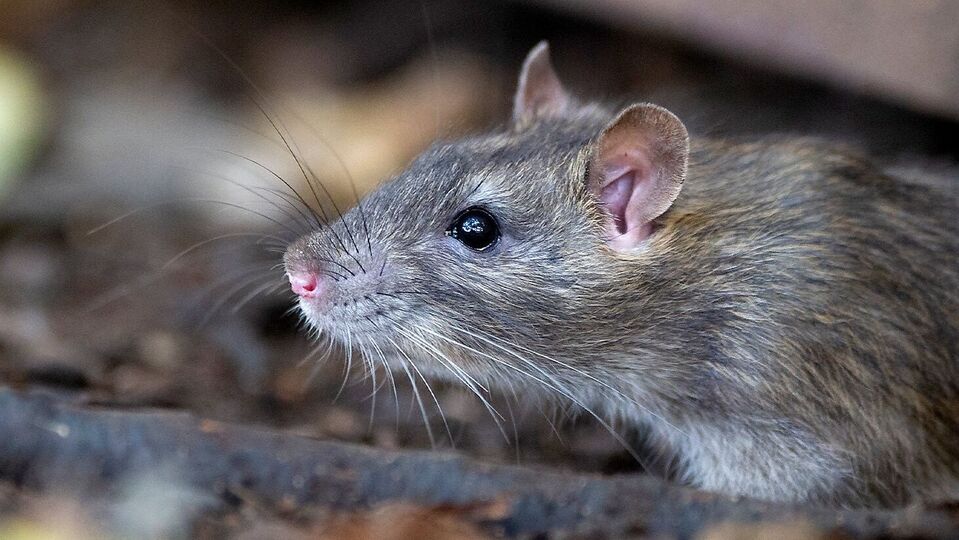 How to Get Rid of Rats: ಮನೆಯಲ್ಲಿ ಇಲಿಕಾಟವೇ? ಇಲಿಗಳನ್ನು ಓಡಿಸಲು ಇಲ್ಲಿವೆ ...