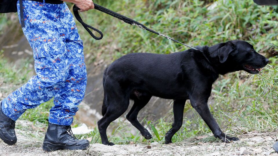 Dog as ransom demand: ಪಾಪ! ನಾಯಿ ಕಳವು ಮಾಡೋಕೆ ಆಗ್ಲಿಲ್ಲ; ಮಾಲೀಕನ ಸಹೋದರನನ್ನೇ ...