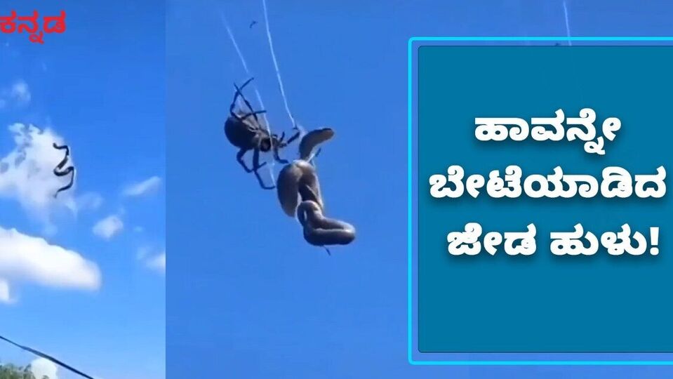 Snake fighting with Spider: ಹಾವನ್ನೇ ಬೇಟೆಯಾಡಿದ ಸ್ಪೈಡರ್: ವಿಡಿಯೋ ವೈರಲ್