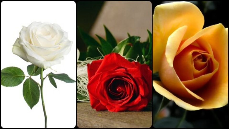 Rose Day: ಯಾವ ಬಣ್ಣದ ಗುಲಾಬಿಗೆ ಏನು ಅರ್ಥ? ನಿಮ್ಮಾಕೆಗೆ ಯಾವುದನ್ನು ನೀಡಬೇಕು?