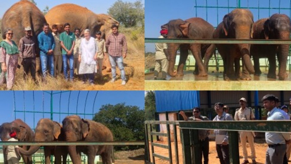 Kolar: ಆನೆಗಳ ಆರೈಕೆಯೇ ಏಕೈಕ ಉದ್ದೇಶ; ಕೋಲಾರದಲ್ಲಿದೆ ರಾಜ್ಯದ ಮೊದಲ ಎಲಿಫೆಂಟ್ ...