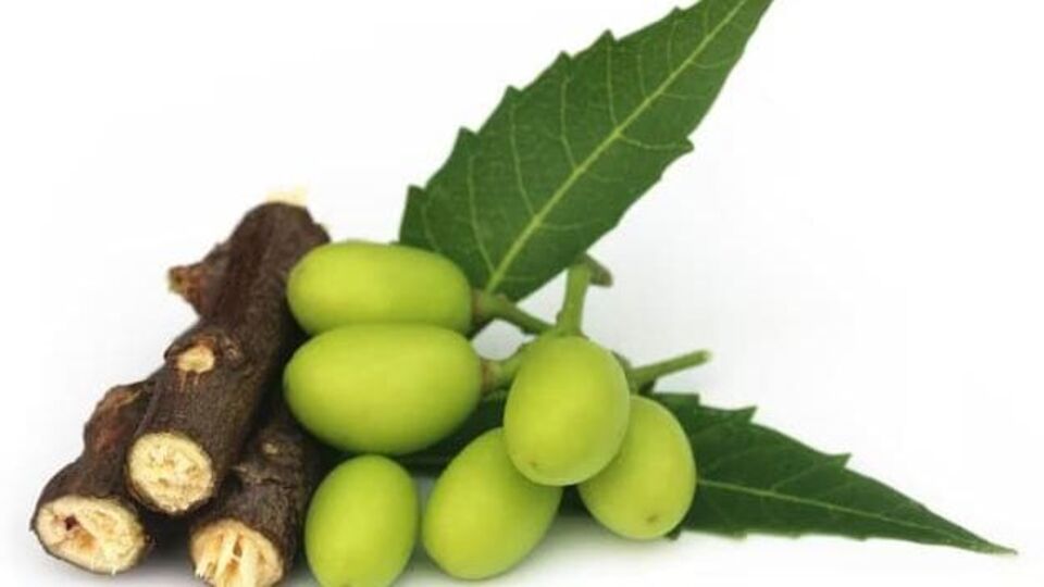 Neem Leaves Benefits: ಮಳೆಗಾಲದಲ್ಲಿ ಕಹಿಬೇವಿನ ಸೇವನೆಯಿಂದ ಆರೋಗ್ಯಕ್ಕುಂಟು ಹಲವು ...