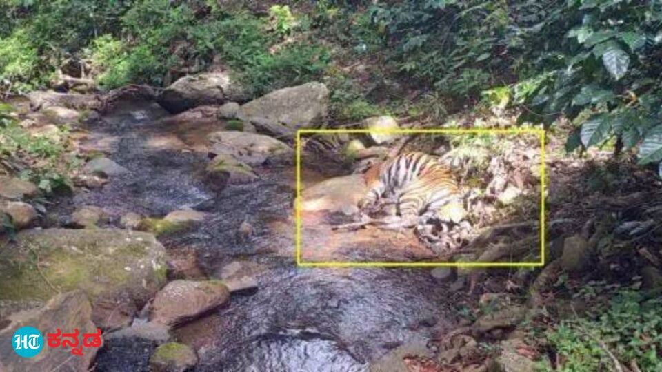 Chamarajanagara News: ಬಿ ಆರ್‌ ಟಿ ಹುಲಿ ರಕ್ಷಿತಾ ಅರಣ್ಯ ಪ್ರದೇಶದಲ್ಲಿ ಹೆಣ್ಣು ...