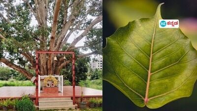 Peepul Tree: ಧಾರ್ಮಿಕ ನಂಬಿಕೆಗಳ ಪ್ರಕಾರ ಅಶ್ವತ್ಥ ಮರಕ್ಕೆ ಏಕೆ ಅಷ್ಟು ...