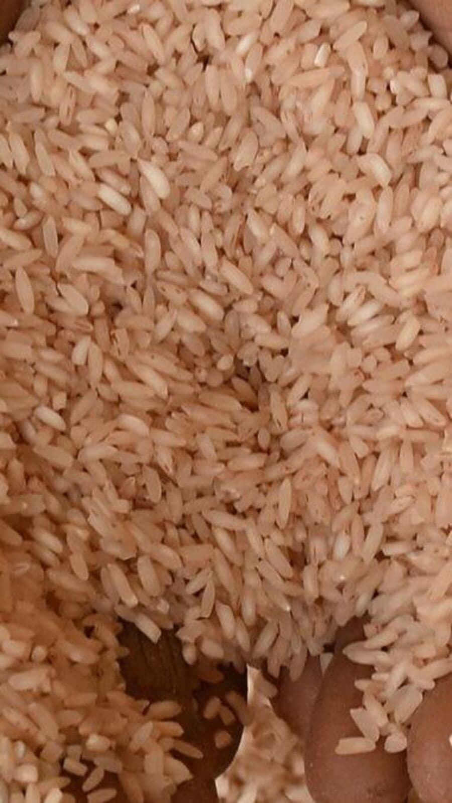 Raja mudi Rice: ಕರ್ನಾಟಕದ ರಾಜಮುಡಿ ಅಕ್ಕಿ ಬಗ್ಗೆ ನಿಮಗೆಷ್ಟು ಗೊತ್ತು, ವಿಶೇಷತೆಗಳೇನು