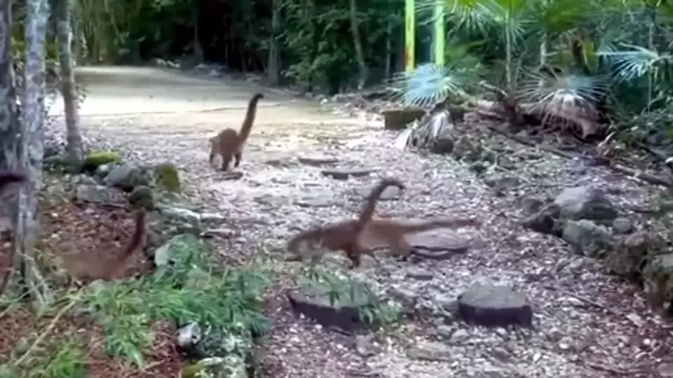 Dinosaur : मेक्सिकोच्या जंगलात धावताना दिसले 'डायनासोर'... काय आहे सत्य ...