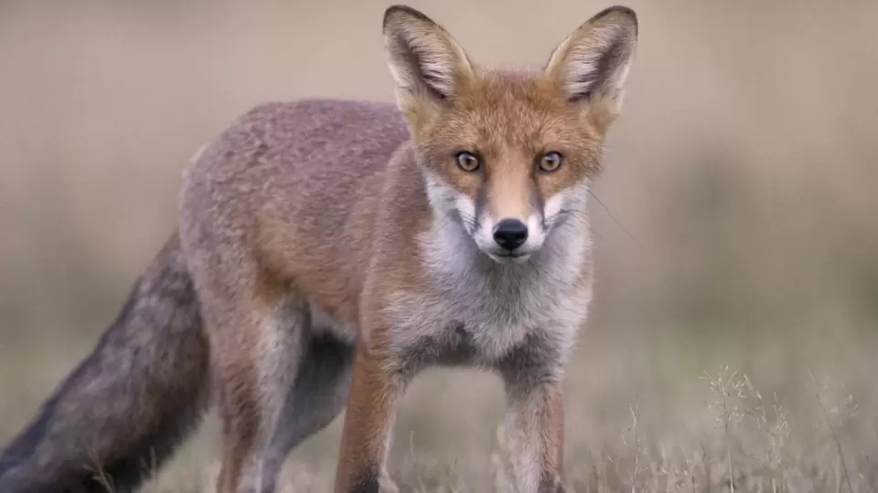 Fox Attack : कोल्ह्याच्या हल्ल्यात चिमुकलीचा मृत्यू; हातासह डोक्याचा ...