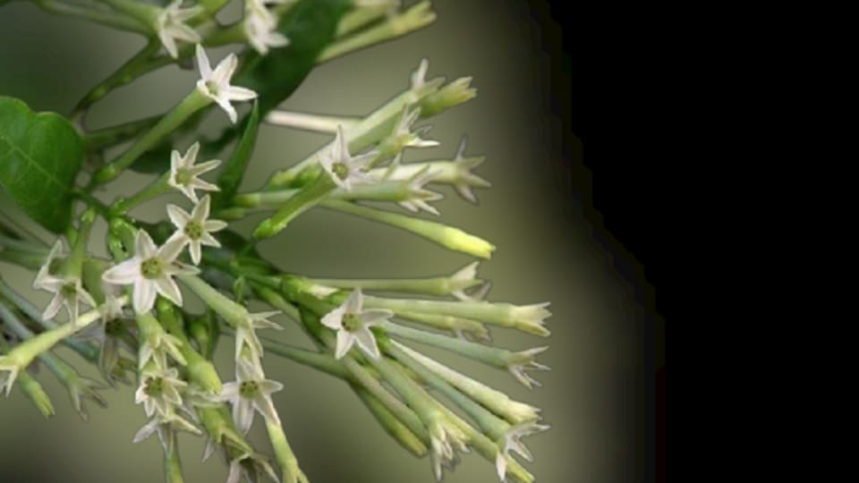 Ratrani : रातराणीच्या फुलाचे 'हे' आश्चर्यकारक फायदे माहिती आहेत का?