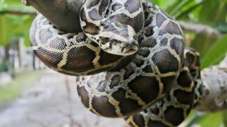 अबब.. अजगरांचा गाव! २०० वर्षे जुन्या झाडावर राहतात तब्बल १५० हून अधिक अजगर