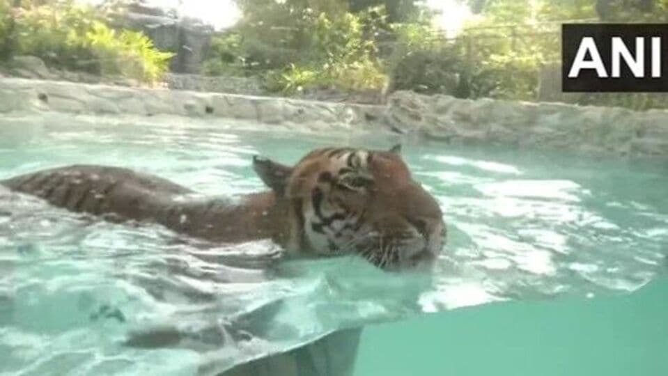 Mumbai's Byculla zoo : भायखळा प्राणीसंग्राहलयात प्राण्यांसाठी 'ठंडा ...