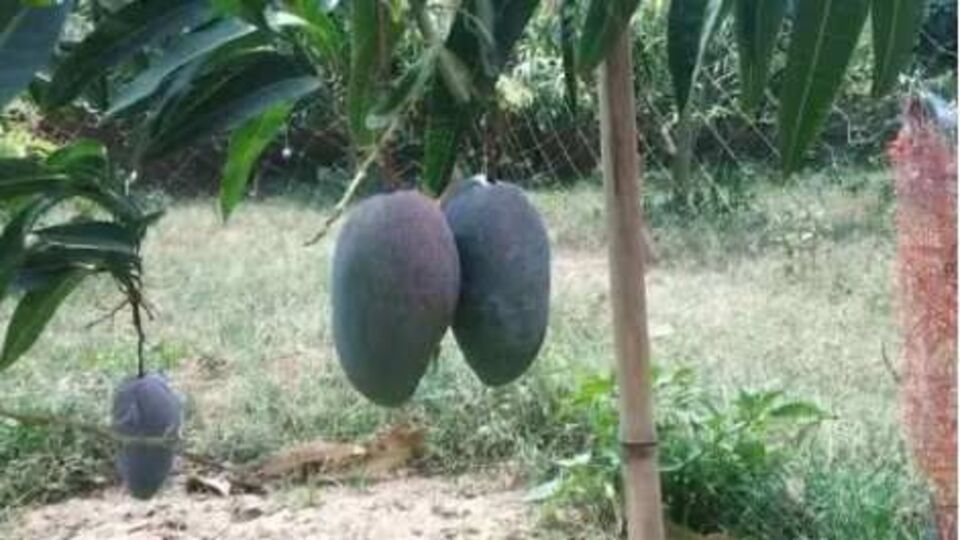 काय सांगता.. एक किलो आंब्याची किंमत चक्क २.५ लाख रुपये, असं काय आहे खास?