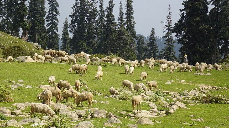 Gulmarg Travel: गुलमर्गला जाण्यचा प्लॅन करताय? ही ५ ठिकाणे नक्कीच ...