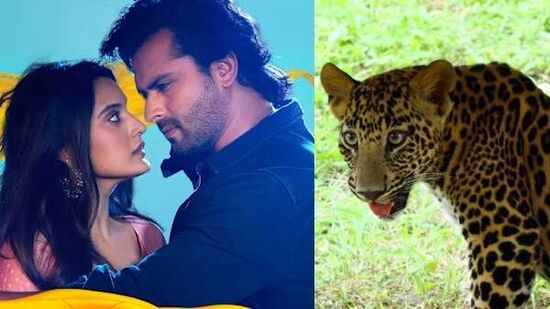 Ajooni: फिल्मसिटीमधील मालिकेच्या सेटवर बिबट्याचा हल्ला, ३०० लोकांचा जीव ...