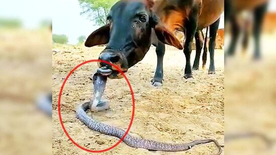 Cobra Cow Love Viral Video : फणा काढलेल्या नाग व गायीमध्ये दिसले अनोखे ...