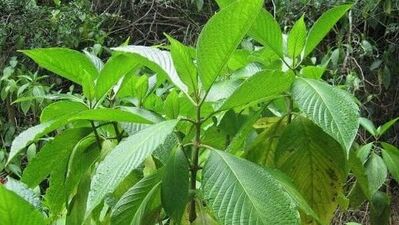 Bashok Pata Benefits: सर्दी-खोकला झालाय? आवर्जून खा अडुळसाची पाने ...