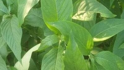 Bashok Pata Benefits: सर्दी-खोकला झालाय? आवर्जून खा अडुळसाची पाने ...