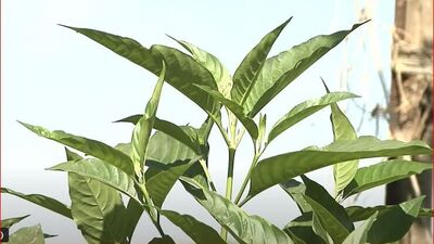 Bashok Pata Benefits: सर्दी-खोकला झालाय? आवर्जून खा अडुळसाची पाने ...