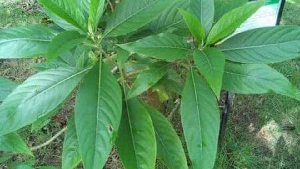 Bashok Pata Benefits: सर्दी-खोकला झालाय? आवर्जून खा अडुळसाची पाने ...