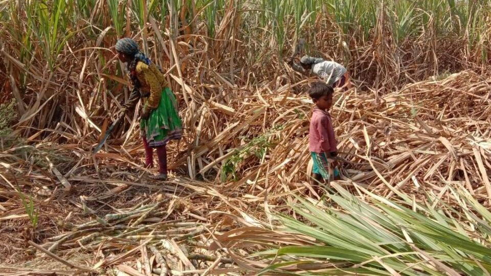 ऊसतोड कामगारांच्या मुलांचे भविष्य अंधारात..! ‘साखर शाळा’ सुरू करण्याची ...