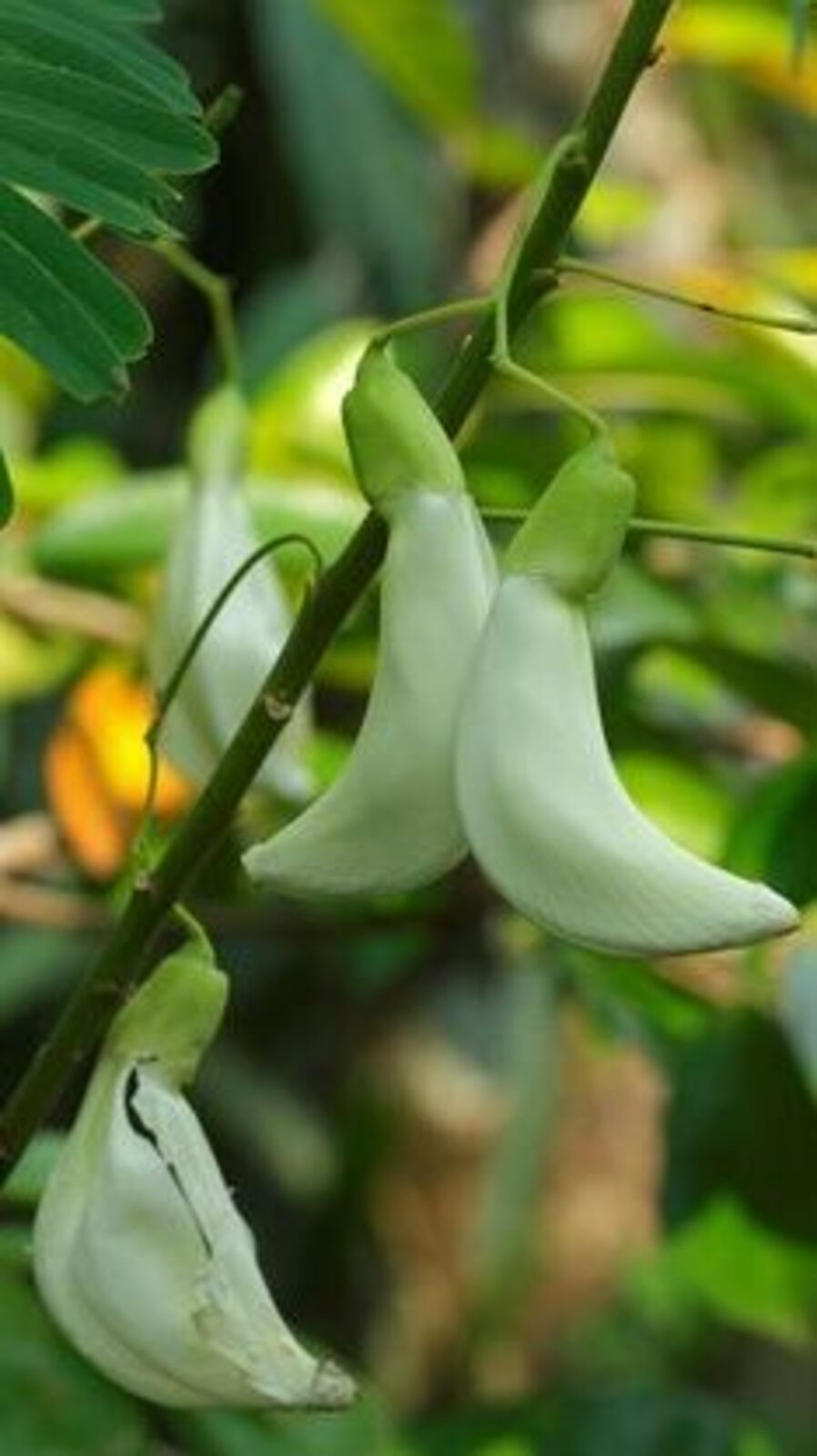 हादग्याची फुलं आणि पानाचे फायदे