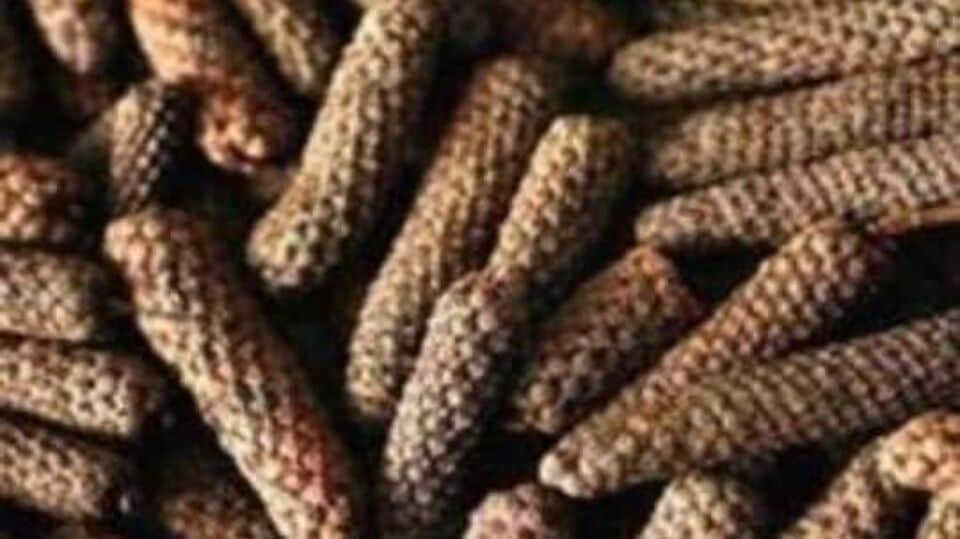 Power of Pippali: अनेक आजारांसाठी पिप्पली ठरते उपयुक्त, जाणून घ्या ...
