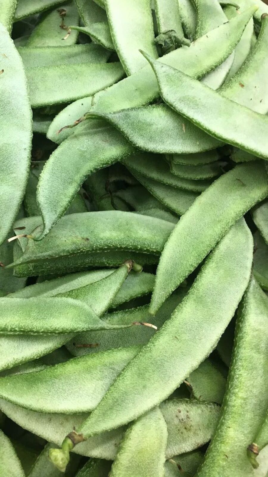 वालाच्या शेंगा खाण्याचे फायदे