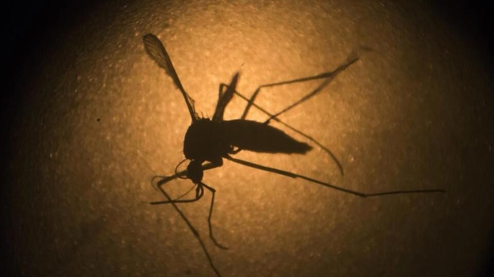 pune zika virus: पुण्याच्या ग्रामीण भागातही झिकाचा शिरकाव! धोका वाढला ...