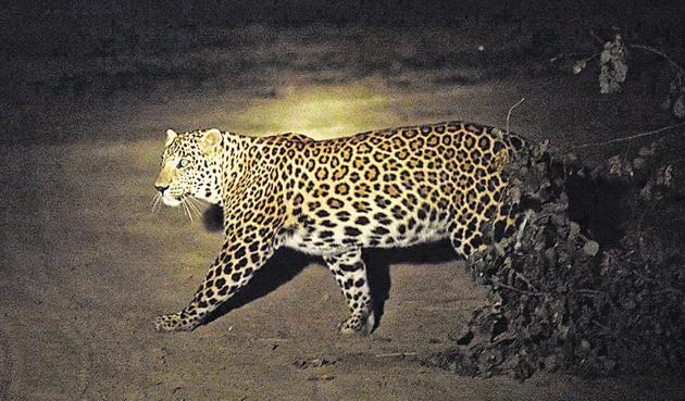 Leopard caught in Delhi may be moved to Shivalik ranges, experts ...