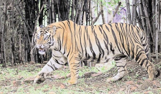 Kanha’s famous tiger Bheema dies, death toll reaches 29 this year ...