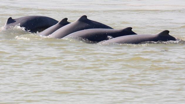 Grim reality: Myanmar’s ‘smiling’ Irrawaddy dolphins on brink of ...