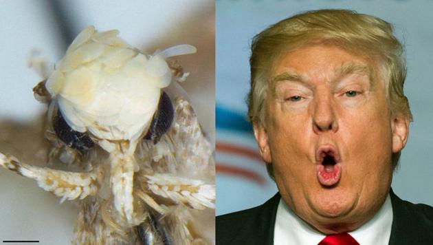New species of moth named after Donald Trump for similarity in ...