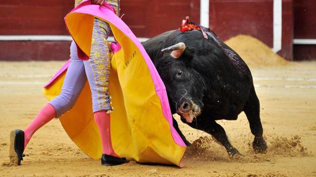 Not just a performance: Horrors of bullfighting | Hindustan Times