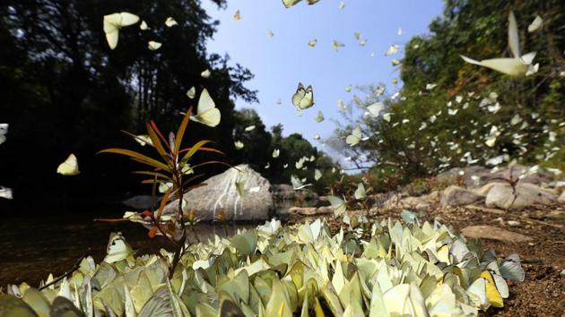 Wildbuzz | Basant ki bahar and wheel of life | Hindustan Times
