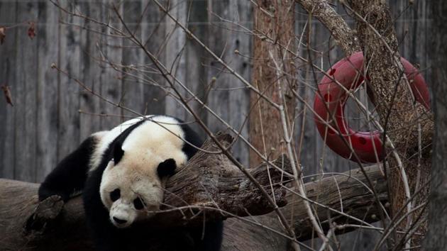 Bao Bao the panda departs to new home in China from National Zoo ...