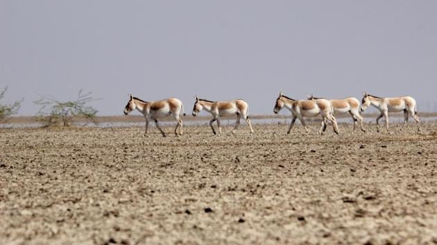 UP poll barb ‘donkeys of Gujarat’ arouses curiosity towards endangered ...