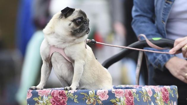 Elegant Updos and Classy Coats at the Crufts Dog Show 2017 | Hindustan ...