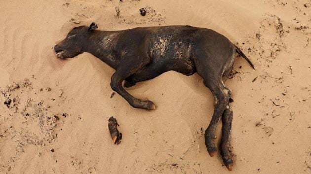 Texas wildfire leave ranches in ruins | Hindustan Times
