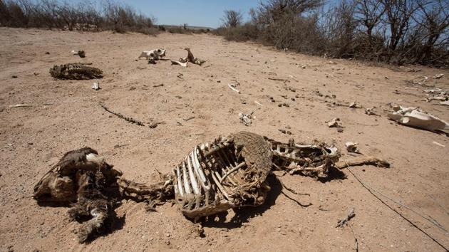 In pictures: Drought-hit Somaliland struggles to survive | Hindustan Times