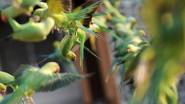 ‘The Birdman of Chennai’ feeds 8,000 parakeets a day | Hindustan Times