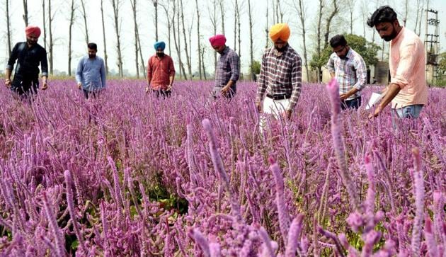 In pictures | Flowers in full bloom in Punjab’s fields | Hindustan Times