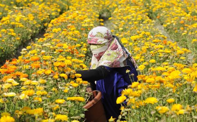In pictures | Flowers in full bloom in Punjab’s fields | Hindustan Times