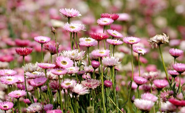 In pictures | Flowers in full bloom in Punjab’s fields | Hindustan Times