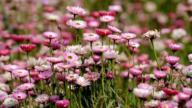 In pictures | Flowers in full bloom in Punjab’s fields | Hindustan Times