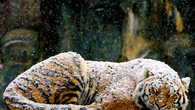 Vietnam: Five tigers with their organs removed found in a freezer ...