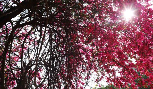 Discover Delhi: The pink bloom that can make you fall in love with ...