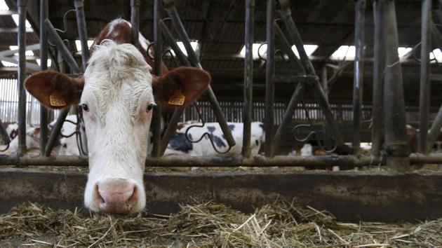 Villagers lynch cow thief in Amroha | Hindustan Times