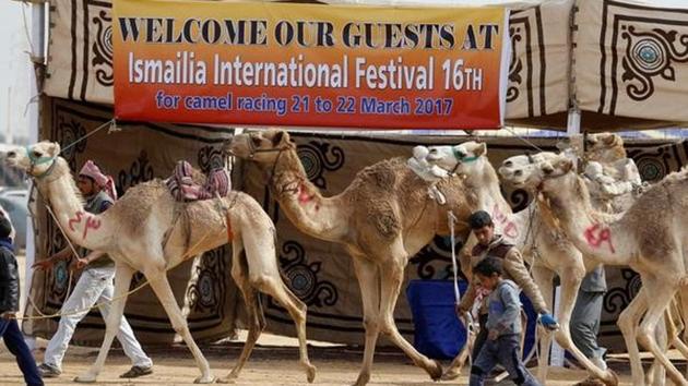 In pictures: International Camel racing festival 2017 | Hindustan Times