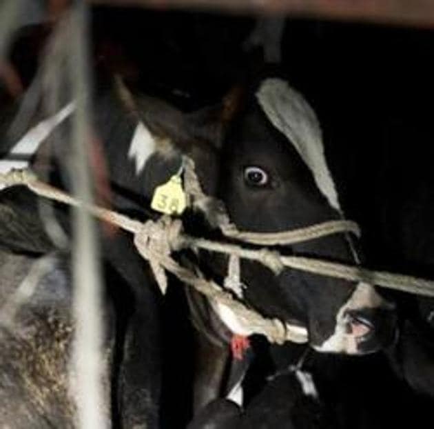 With cow politics hurting farmers, Rajasthan government promises to ...