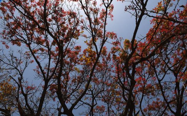 In pictures | What Chandigarh looks like in spring | Hindustan Times